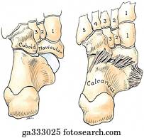 Ligaments of sole of foot - II, plantar view. A. Deep dissection. Stock ...