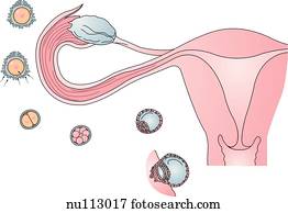 Fertilization and Implantation Unlabeled Stock Illustration | 9981t_hr ...