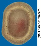 Outline of the head and neck. Drawing | sa101033 | Fotosearch