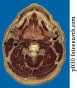 Outline of the head and neck. Drawing | sa101033 | Fotosearch