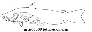 Anatomy, channel catfish Stock Illustration | mva05007 | Fotosearch