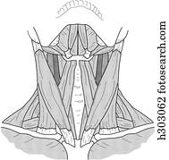 Superficial back muscles Stock Illustration | h303044 | Fotosearch