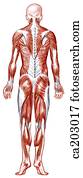 Superficial muscles of body Stock Illustration | ca203016 | Fotosearch
