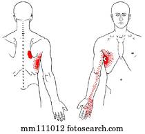 Serratus anterior muscle Stock Illustration | mm108015 | Fotosearch