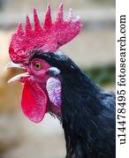 Rooster Stock Photo | u17736307 | Fotosearch