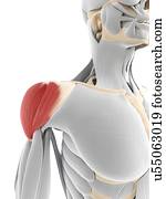 Posterolateral view of shoulder showing deltoid muscle Drawing ...