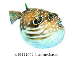 Ocean, vertebrate, fish, shark, sea, benthos, animal Stock Illustration ...