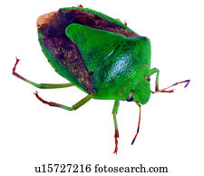 Insect, bugs, worms, useful insects, arthropod, bug, insects Picture ...