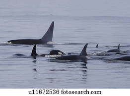 Killer whales Orcinus orca, pod travelling together, one individual ...