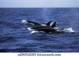 Killer whales Orcinus orca, pod travelling together, one individual ...