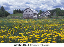 dandelion, farm, spring, Barton, VT, Vermont, Field of dandelions on a ...