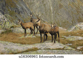 Even-toed ungulates, animal, cornet, bernese, antlers, gaemse ...