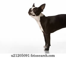 Side profile of a Boston Terrier Stock Image | gwc105081 | Fotosearch
