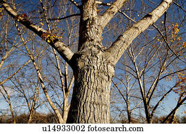 Bare tree branch with few remaining leaves Stock Image | paa557000031 ...