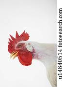 Rooster Stock Photo | u17736307 | Fotosearch